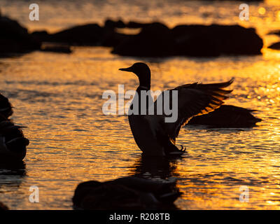 bird flying during sunset Stock Photo - Alamy