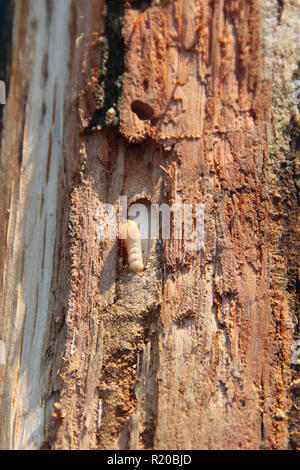 Larva of woodworm lives under pine bark. Common furniture beetle ...