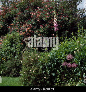 Foxgloves in the border Stock Photo - Alamy