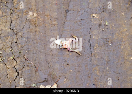 Crushed frog on the road. The death of animals on the roads Stock Photo ...
