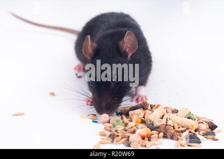 Gray rat eating dry food on white background studio shot Stock Photo ...