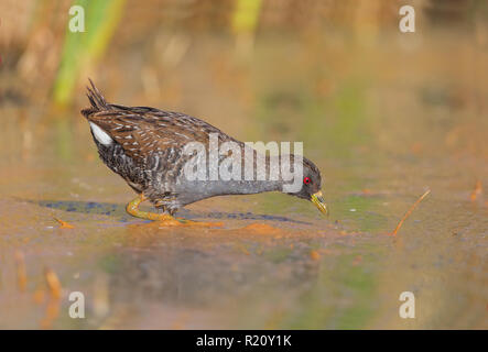 Australian Spotted Crake Stock Photo - Alamy