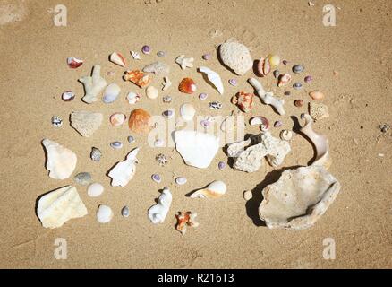 Cowrie Sea Shells Philippines Stock Photo - Alamy