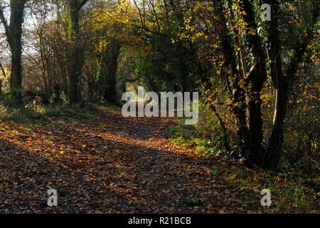 A woodland footpath in Autumn, Swillington,Leeds,West Yorkshire Stock ...