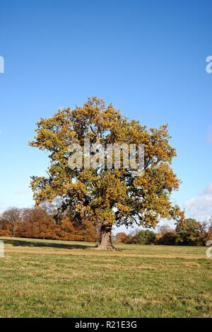 English Oak, Quercus Robur, trees in autumn colours Windsor Great Park ...