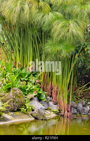 Quito botanical gardens- flowering shrubs a pond, Quito, Pichincha ...