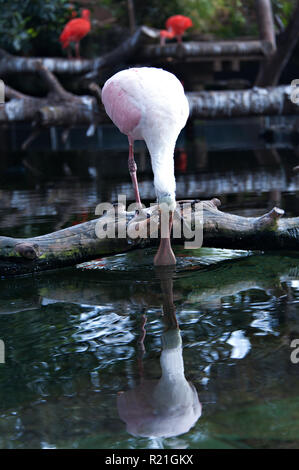 Spoonbill, aviary City of Arts and Sciences Valencia Spain EU Stock ...