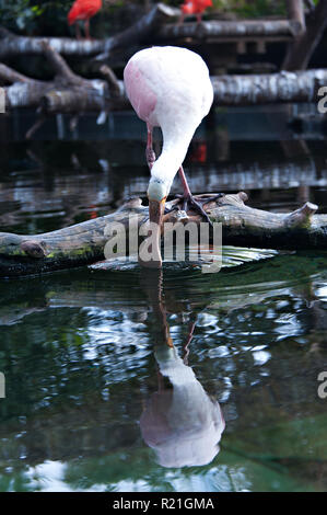 Spoonbill, aviary City of Arts and Sciences Valencia Spain EU Stock ...