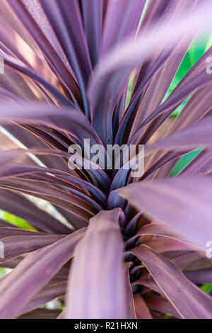 Beautiful pink and purple leaves of Cordyline 'Festival Raspberry ...