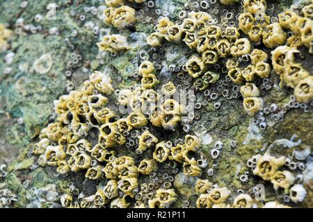 close up macro photograph of barnacles and a solo limpet attached to a ...