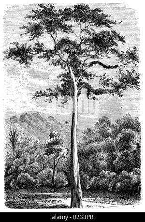 The Upas Tree Stock Photo - Alamy