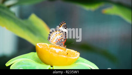 Picture of beautful colorful butterfly on lemon Stock Photo - Alamy