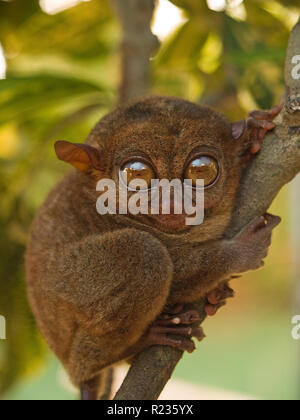 Philippine Tarsier, one of the smallest primates, in its natural ...