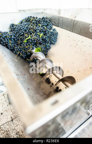 Red grapes are crushing by industrial grape crusher machine Stock Photo ...