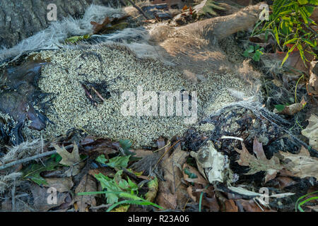 A rotting deer carcass Stock Photo: 131006126 - Alamy