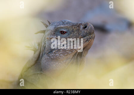Ricord's Iguana or Cyclura ricordi, Dominican Republic Stock Photo - Alamy