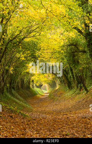 Halnaker Tree Tunnel - a natural tunnel of trees near Chichester ...