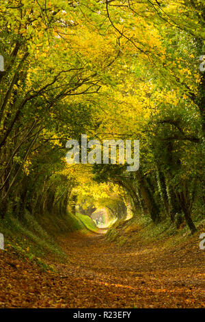 Halnaker Tree Tunnel - a natural tunnel of trees near Chichester ...