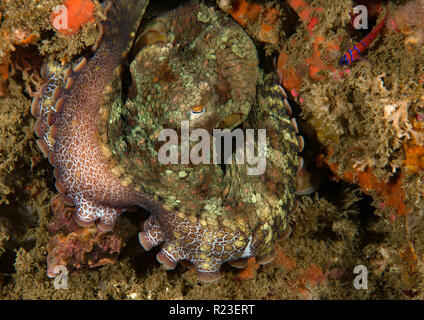California Two-spot Octopus (Octopus bimaculatus) lying off of Stock ...