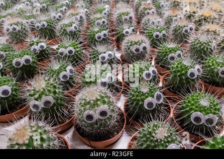 A lot of cacti with eyes glued to them staring at you Stock Photo - Alamy