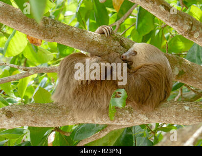 Balled up Sloth hanging in mango tree sleeping Stock Photo - Alamy