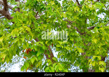 A Gumbo Limbo (Bursera simaruba) tree with red barks. The Everglades ...