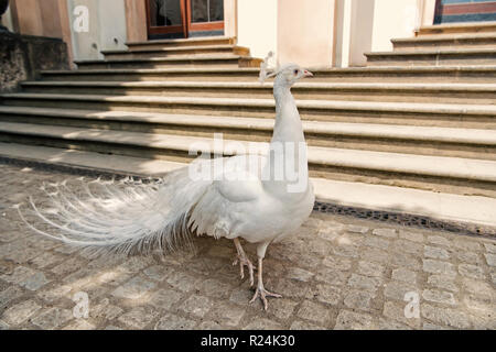 white peacocks are spread tail feathers on the stairs Stock Photo - Alamy