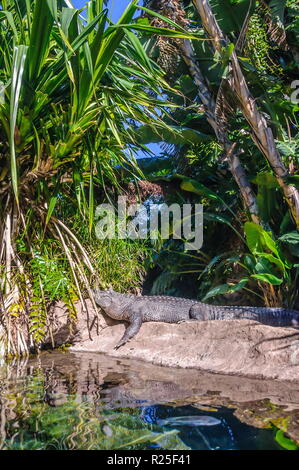 American alligator (A. mississippiensis) in a heavy rainfall. March in ...