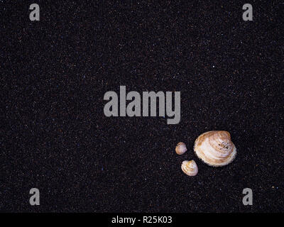 Shells on a black sand background with open space Stock Photo - Alamy