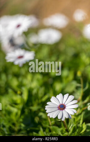 Annual, Daisies, Blue white, Osteospermum, "White Spoon", Flowers, Cape ...