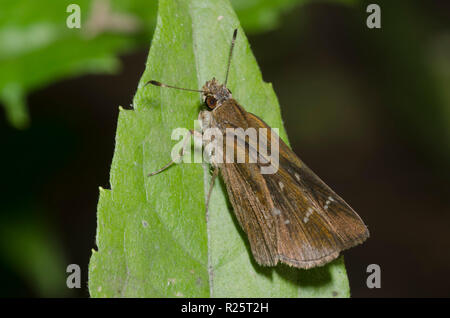 Ocherous Skipper, Lerema ochrius, female on Red-center Morning Glory ...