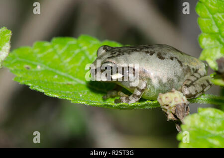 Common Mexican Tree frog Smilisca baudinii on grass near Boca Tapada ...