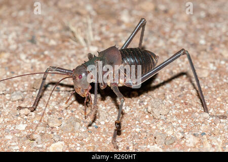 Close-up of an Armoured Ground Cricket (Acanthoplus discoidalis ...