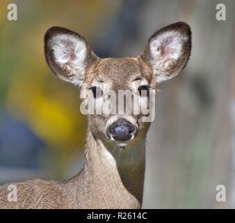 Portrait of a whitetail deer doe in winter with gray coat Stock Photo ...
