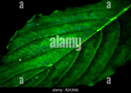 Green Leaf with Ridges Stock Photo - Alamy