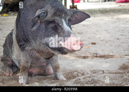 Wild boar sitting in the sand on an island in the Exumas Bahamas Stock ...