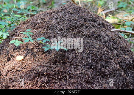 Anthill along the forest roadside, Anthill inside the pin tree forest ...