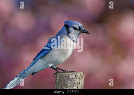 Blue jay in fall Stock Photo - Alamy