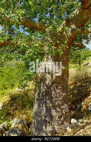Green baobab tree forest, wadi Hinna near Salalah, Oman Stock Photo - Alamy