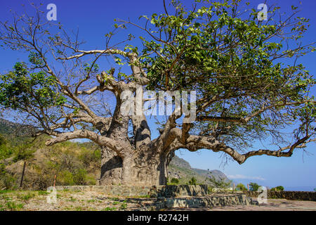 Baobab tre in Dalkut village near the Yemen border, must be the oldest ...