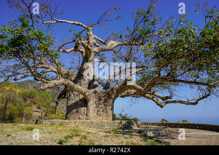 Baobab tre in Dalkut village near the Yemen border, must be the oldest ...