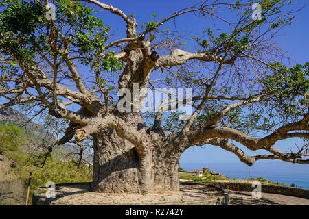 Baobab tre in Dalkut village near the Yemen border, must be the oldest ...