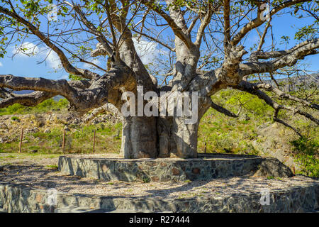 Baobab tre in Dalkut village near the Yemen border, must be the oldest ...