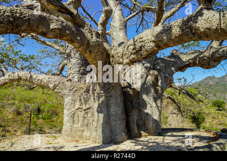 Baobab tre in Dalkut village near the Yemen border, must be the oldest ...