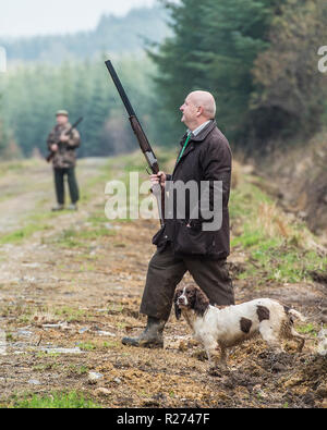 A man shooting a pheasant on an English pheasant shoot against a rain ...