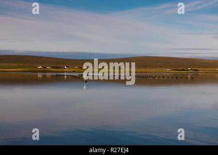 The colourful harbour at Baltasound, Unst Shetland Isles. SCO 7494 ...