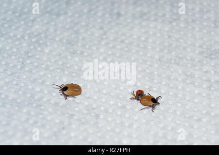 Ticks in different stages of evolution on white background. Adult and ...