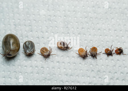 Ticks in different stages of evolution on white background. Adult and ...