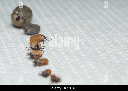 Ticks in different stages of evolution on white background. Adult and ...