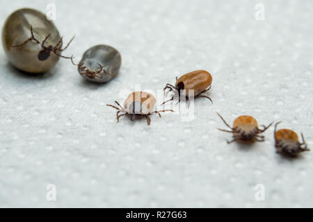 Ticks in different stages of evolution on white background. Adult and ...